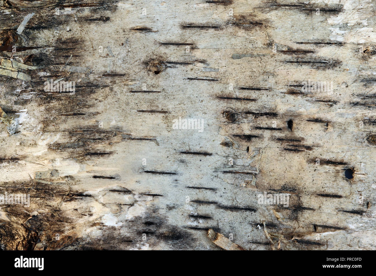 Birch bark hi-res stock photography and images - Alamy