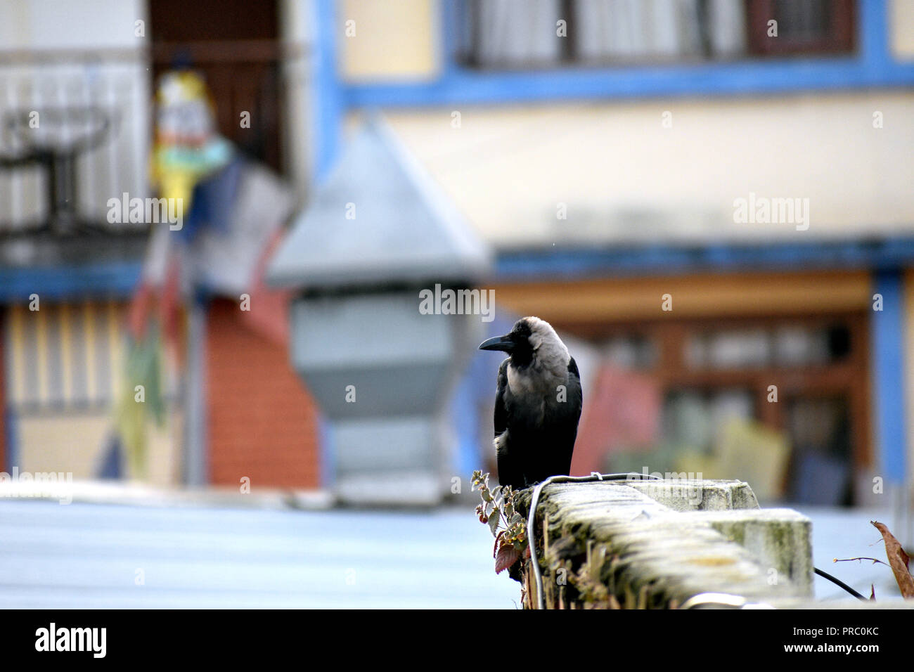 Crow in Kathmandu, Nepal Stock Photo - Alamy