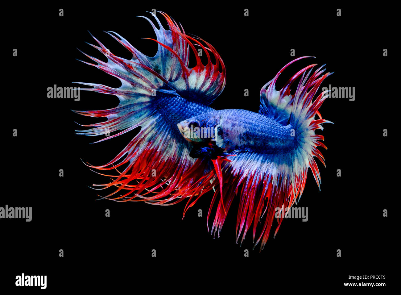 betta Fighting fish Stock Photo - Alamy