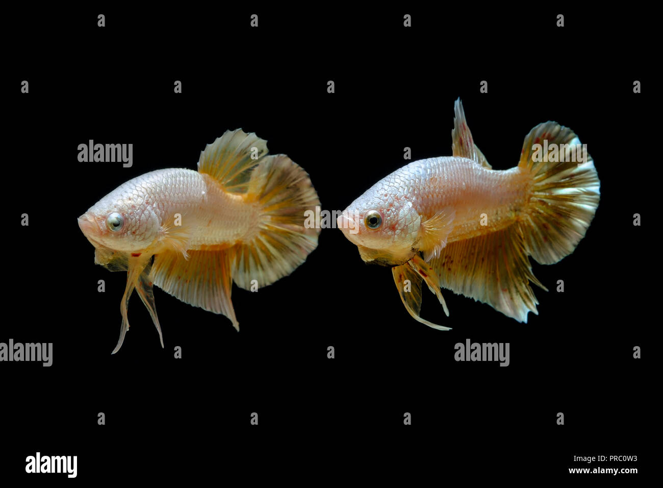 Betta gold hi-res stock photography and images - Alamy