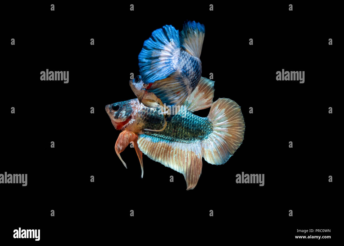 betta Fighting fish Stock Photo - Alamy