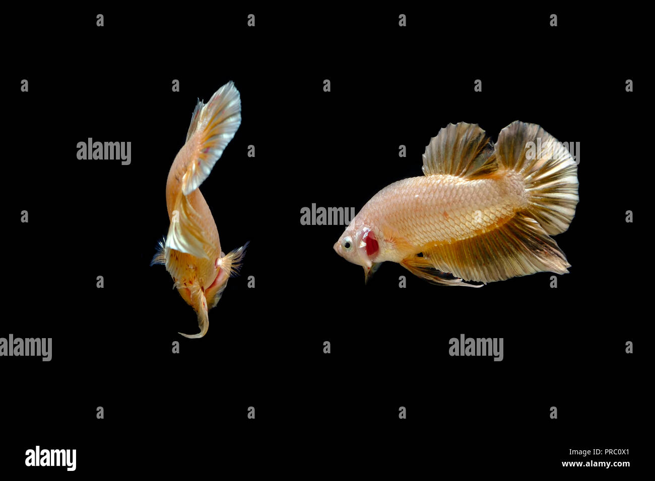gold betta Fighting fish Stock Photo - Alamy