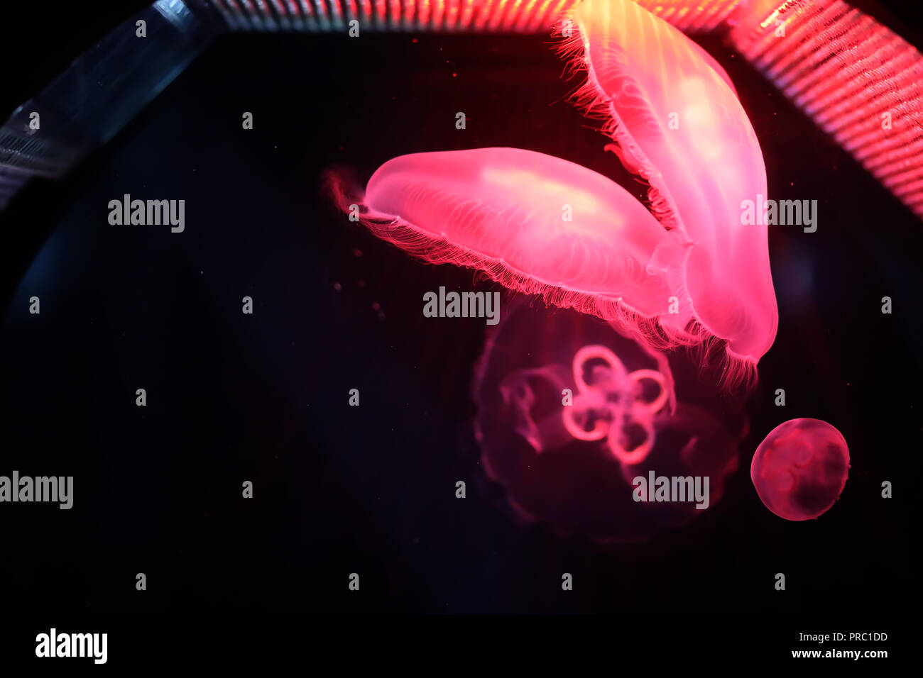 Dark colored tropical fish swim hi-res stock photography and images - Alamy