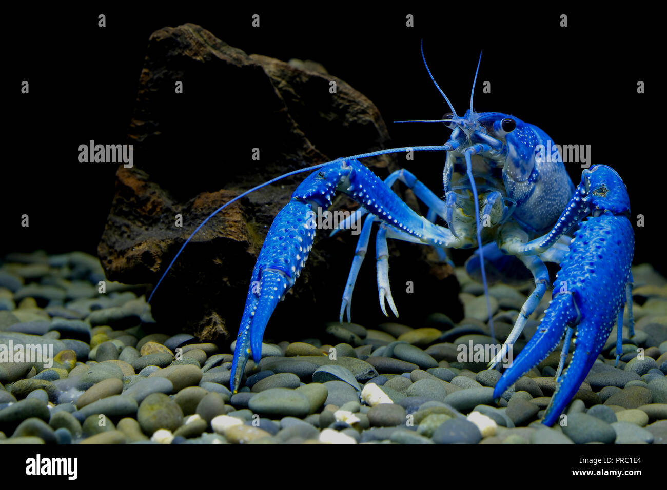 Blue Crayfish Aquarium