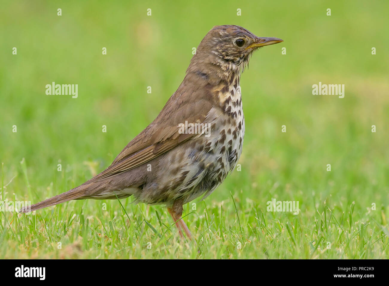 Song thrushes hi-res stock photography and images - Alamy