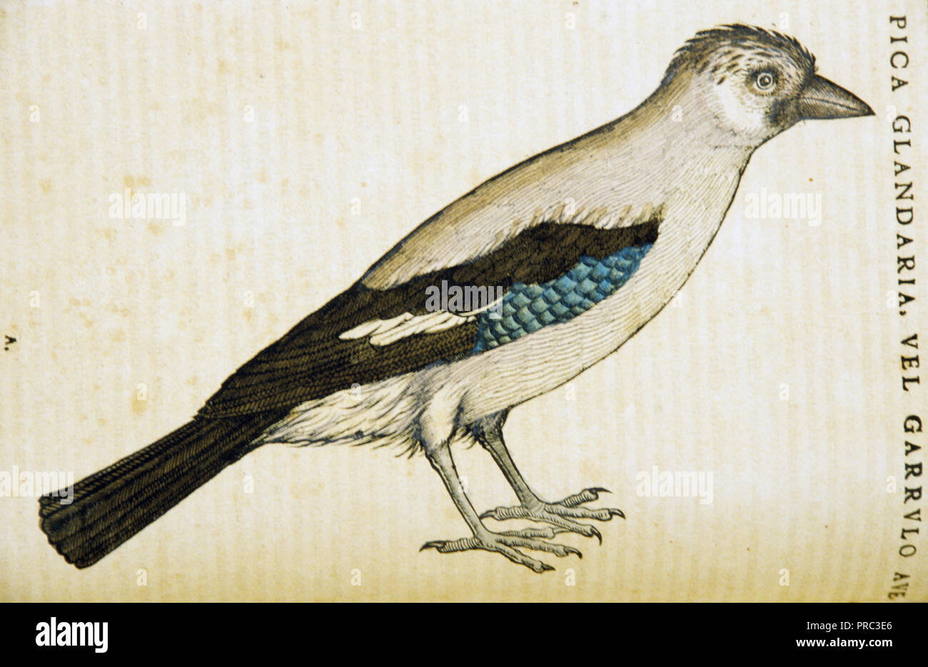 De pica gladaria, vel garrulo ave - Hand-colored woodcut of the ...