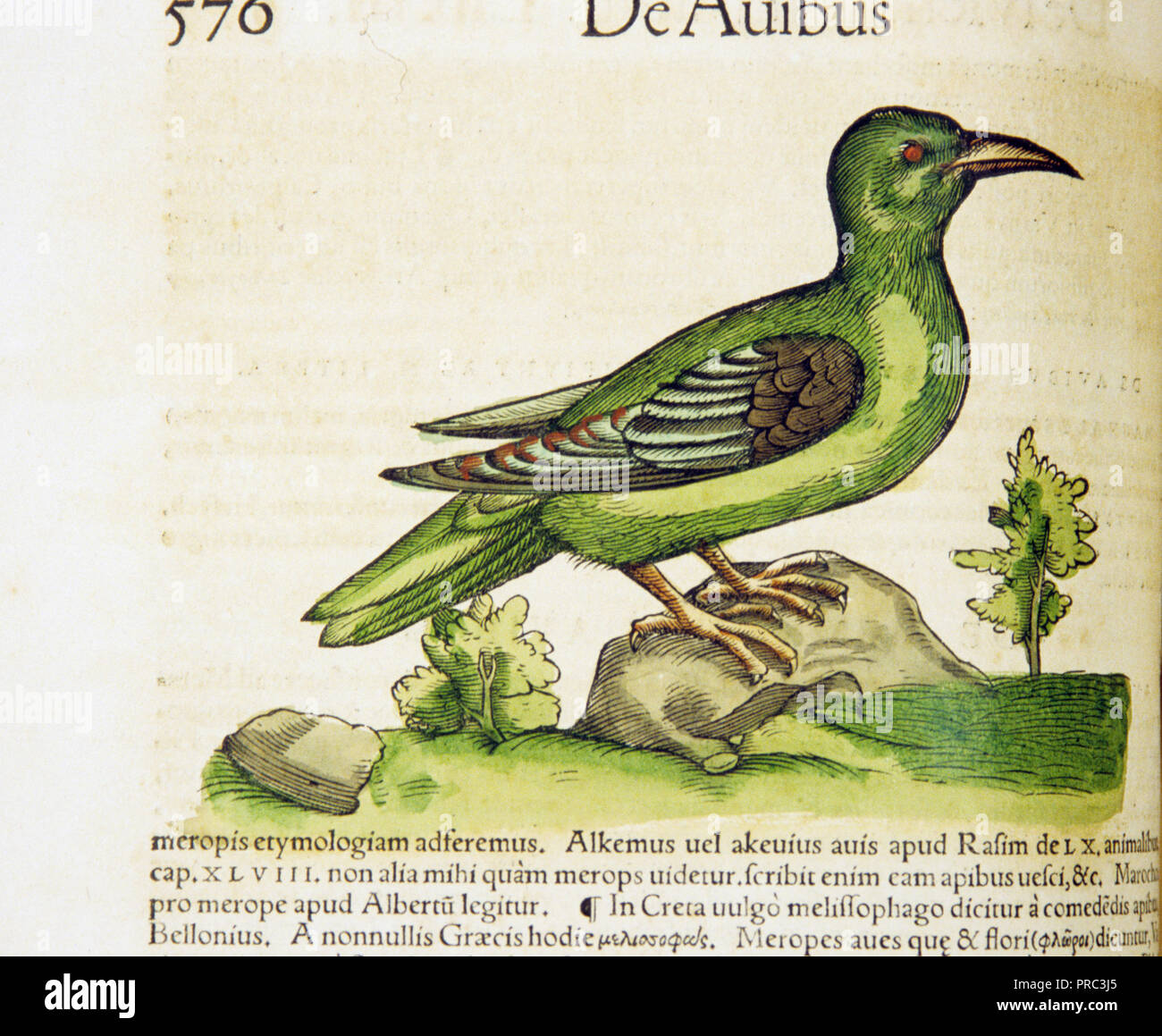 1500s century bird drawing hi-res stock photography and images - Alamy