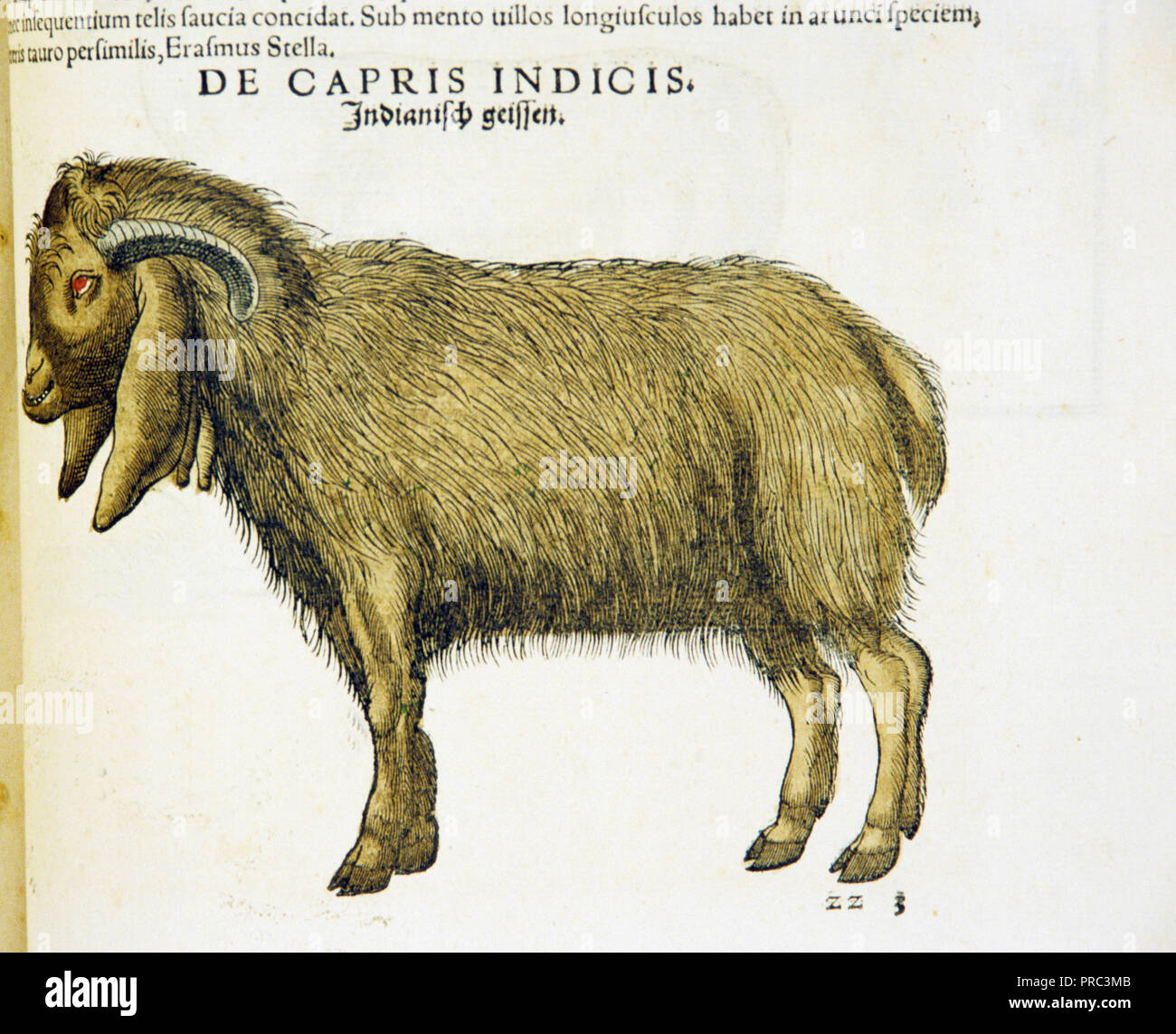 Hand-colored woodcut of a Syrian goat in profile Stock Photo - Alamy