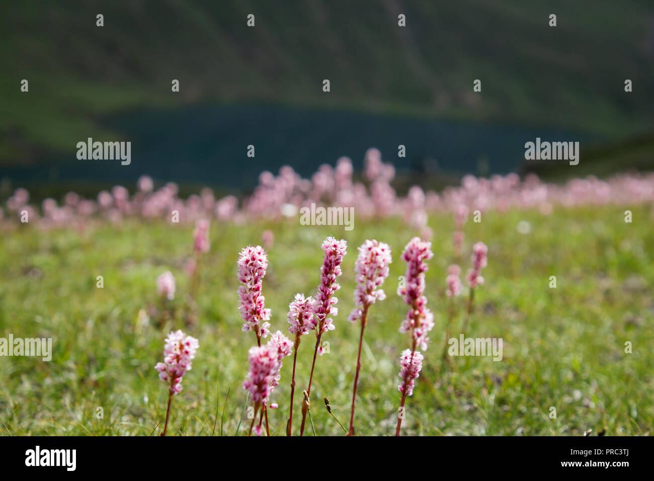 Altitude flowers hi-res stock photography and images - Alamy