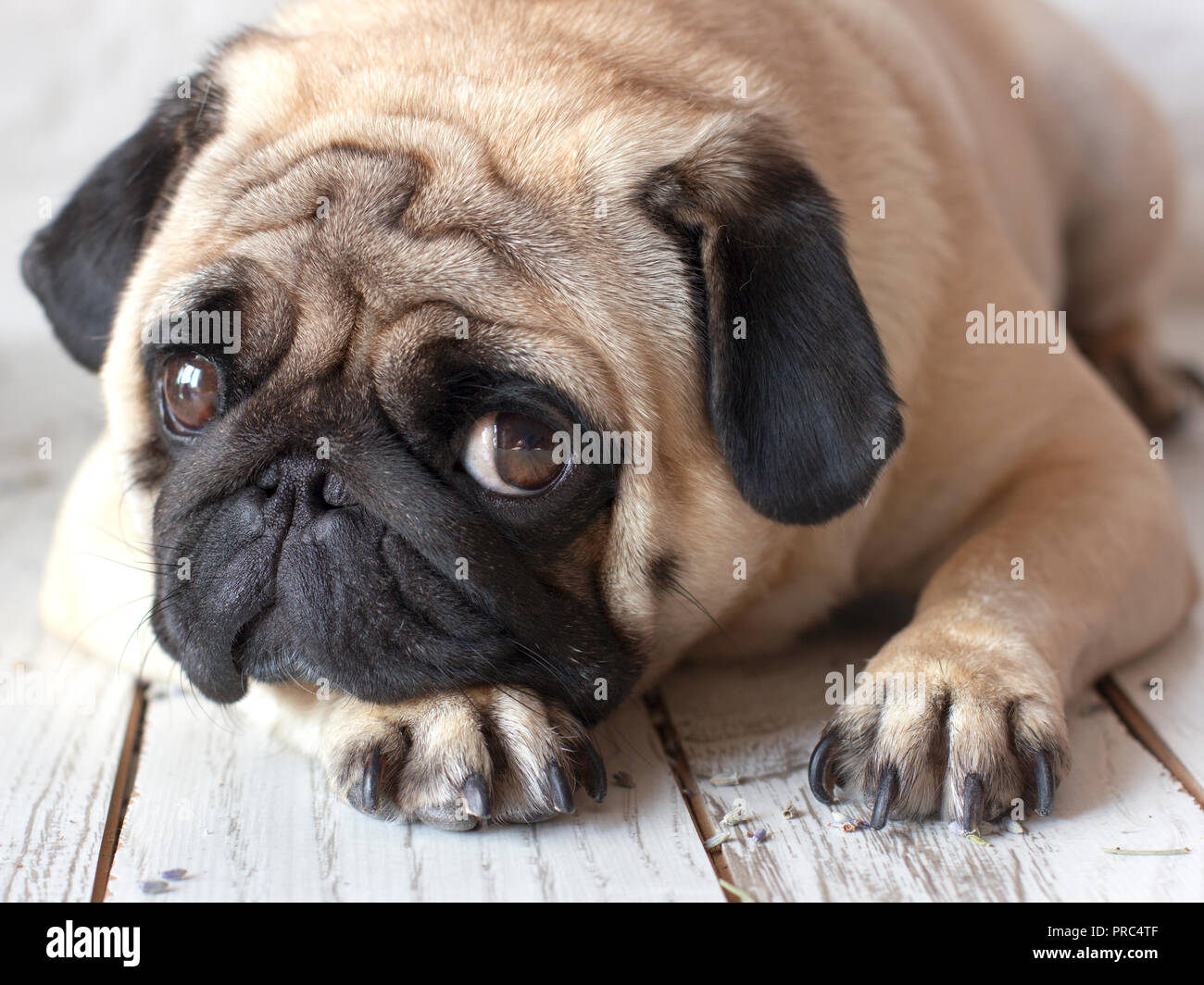 Sad pug dog with big eyes lying on the wooden floor Stock Photo - Alamy