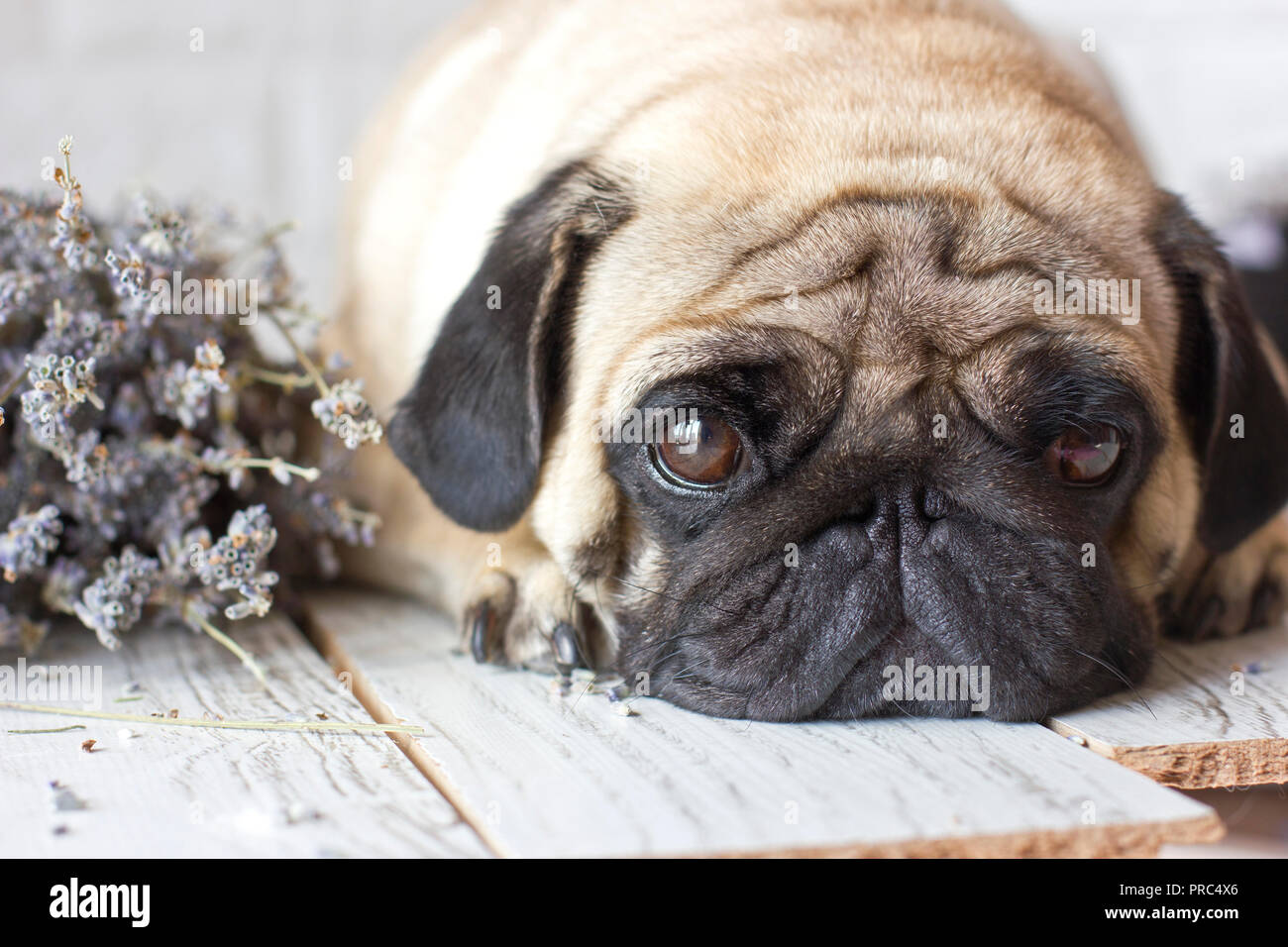 Sad pug dog with big eyes lying on the wooden floor Stock Photo - Alamy