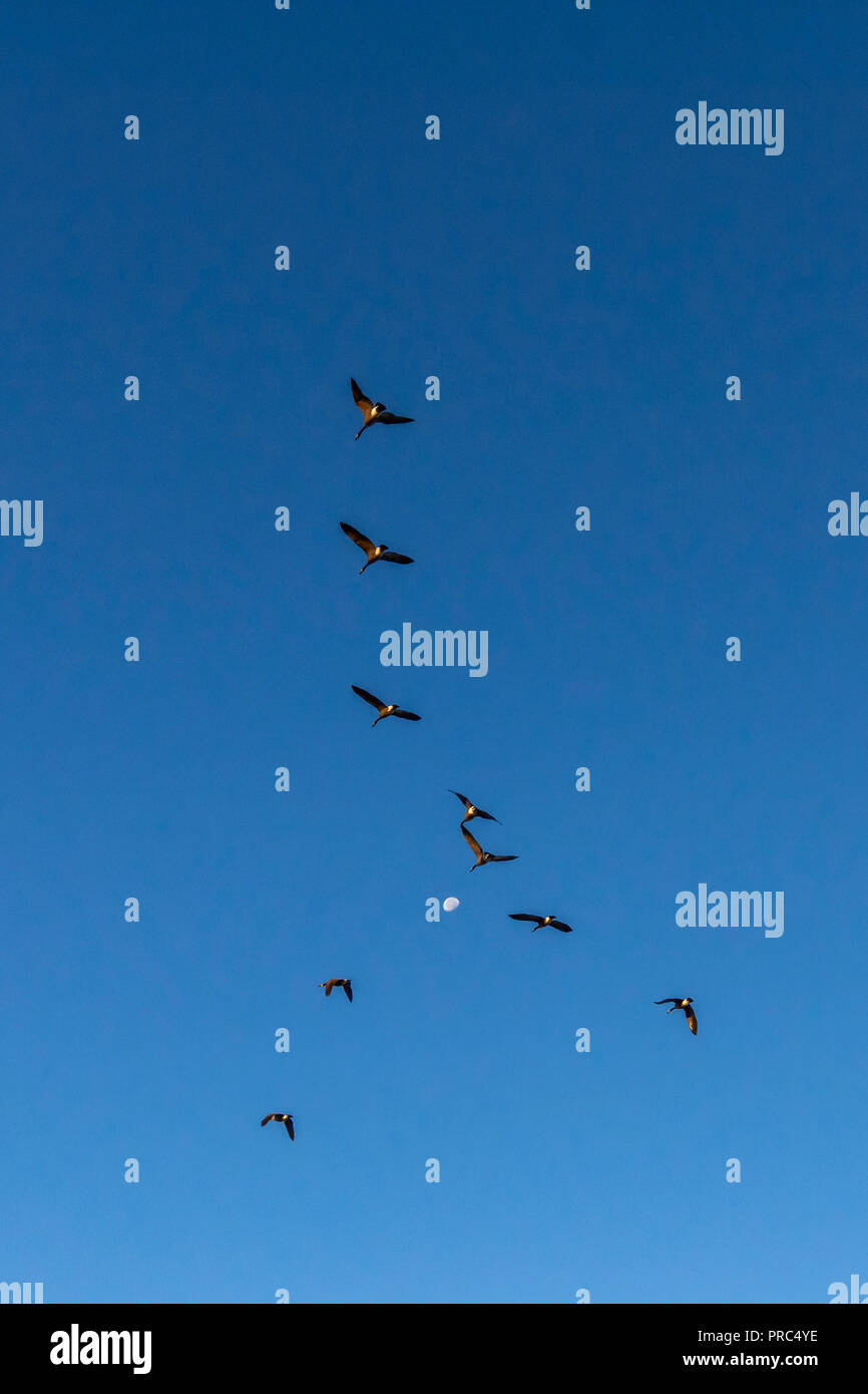 Flock of Canada Geese (Branta canadensis) flying in a V formation ...