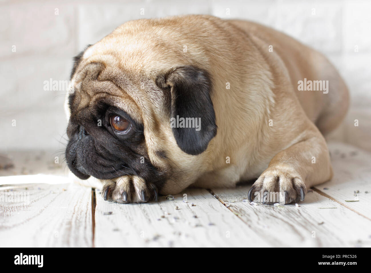 Sad pug dog with big eyes lying on the wooden floor Stock Photo - Alamy