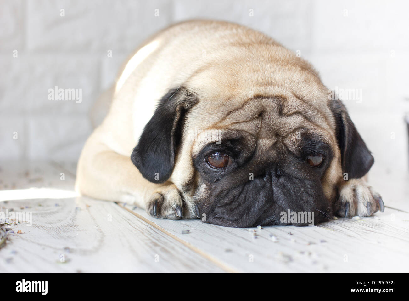 Sad pug dog with big eyes lying on the wooden floor Stock Photo - Alamy