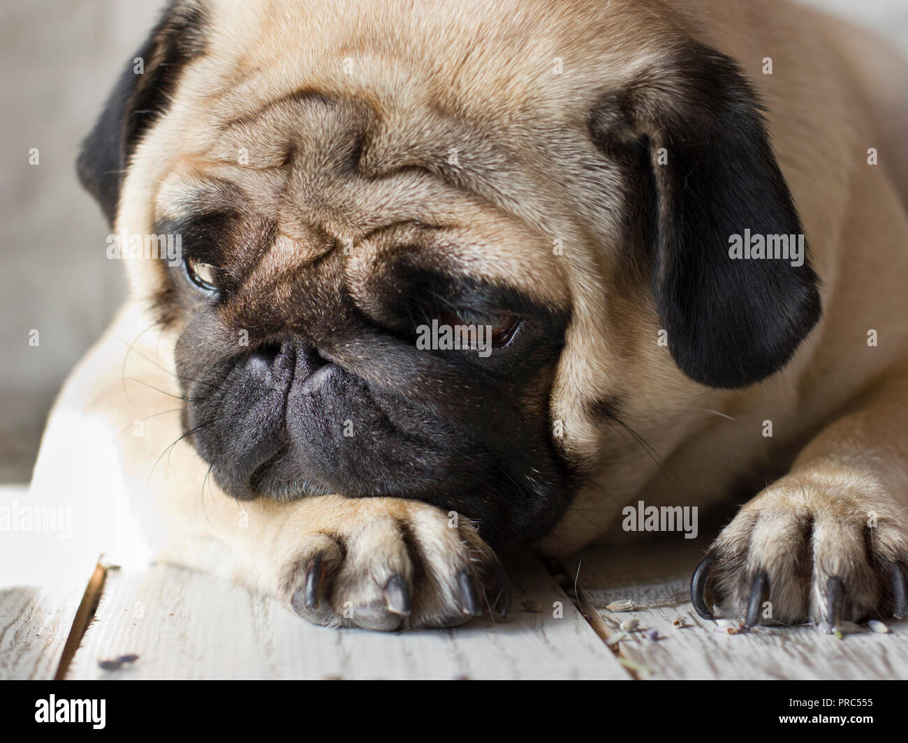 Sad pug dog with big eyes lying on the wooden floor Stock Photo - Alamy