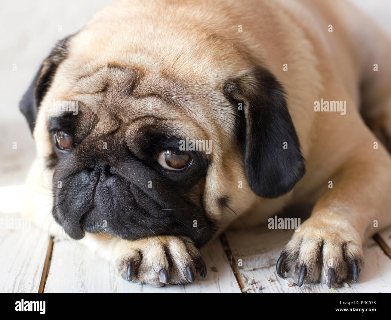 Sad pug hi-res stock photography and images - Alamy