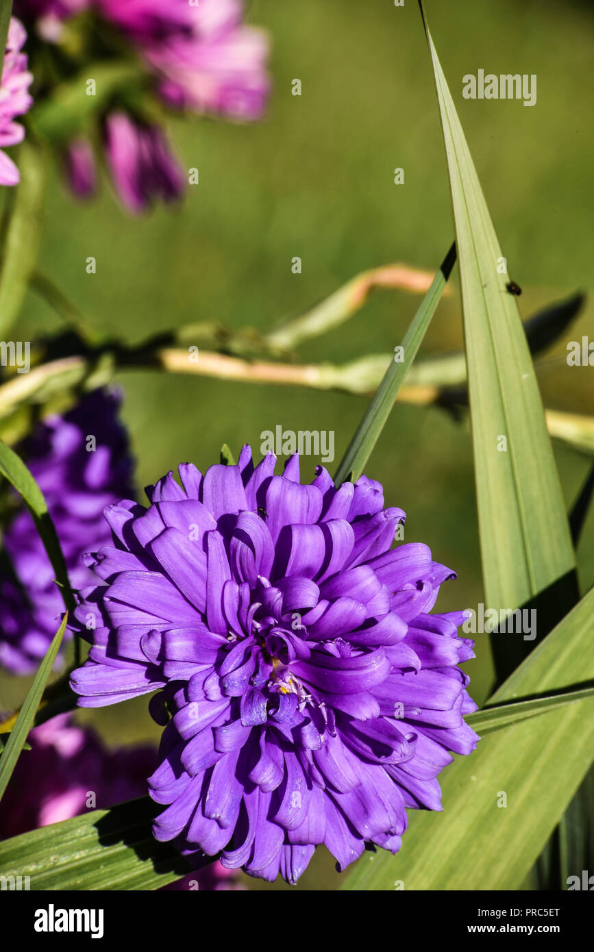 Asters and grass hi-res stock photography and images - Alamy