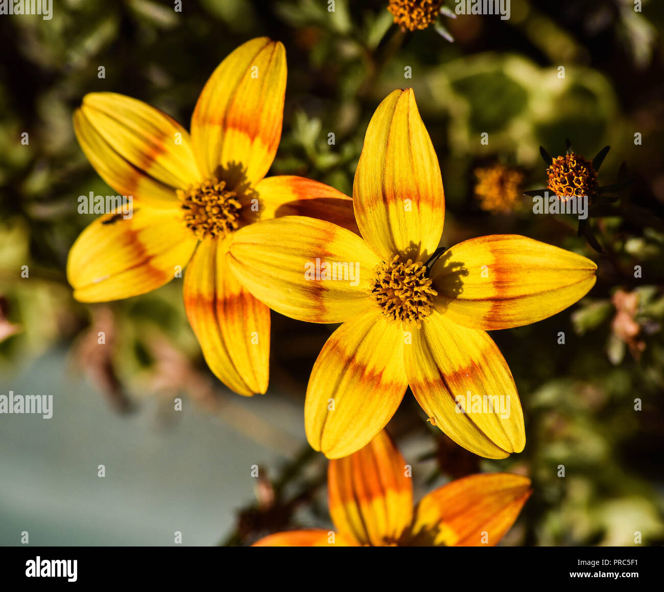 Aromatic yellow flowers hi-res stock photography and images - Alamy