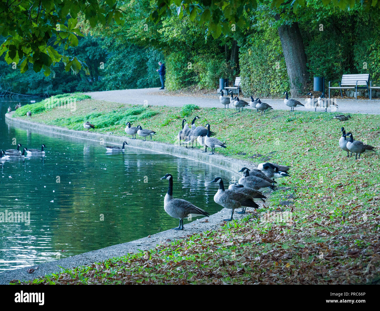 Geese of europe hi-res stock photography and images - Alamy