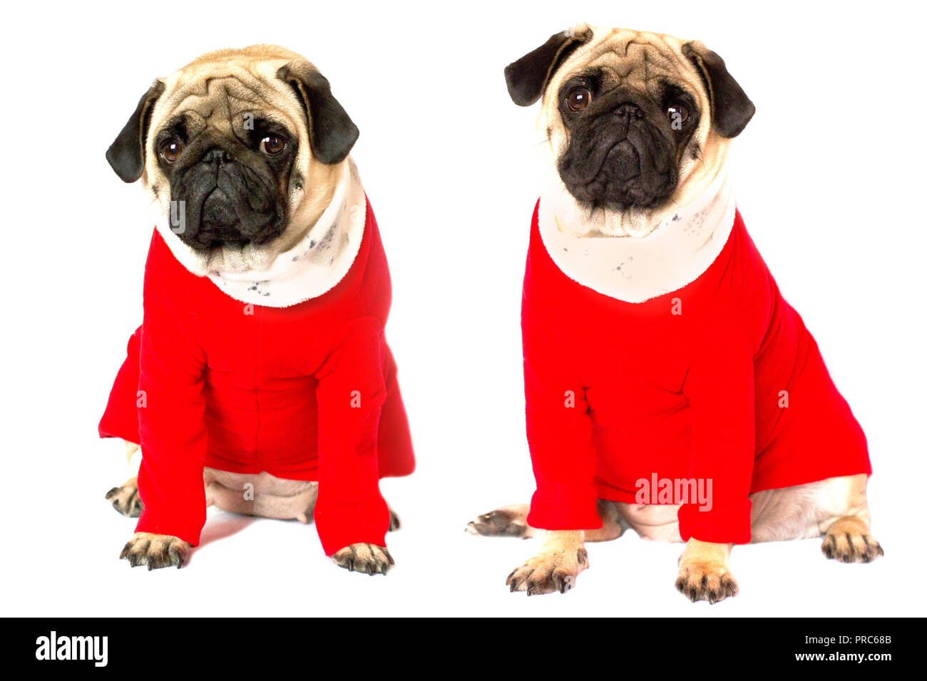 Happy pug wearing red Cut Out Stock Images & Pictures - Alamy