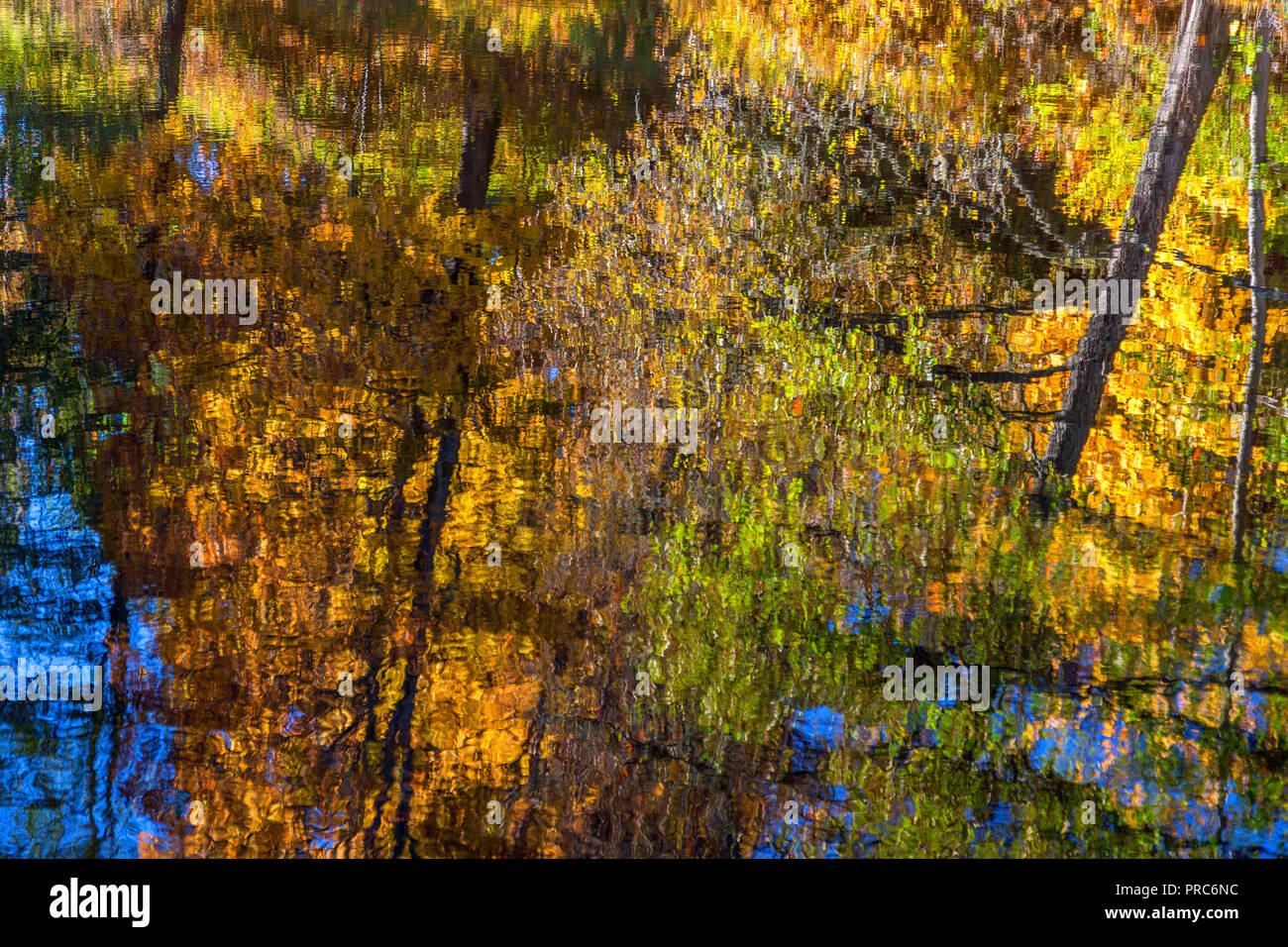 Trees with autumn colors reflected in the water Stock Photo - Alamy