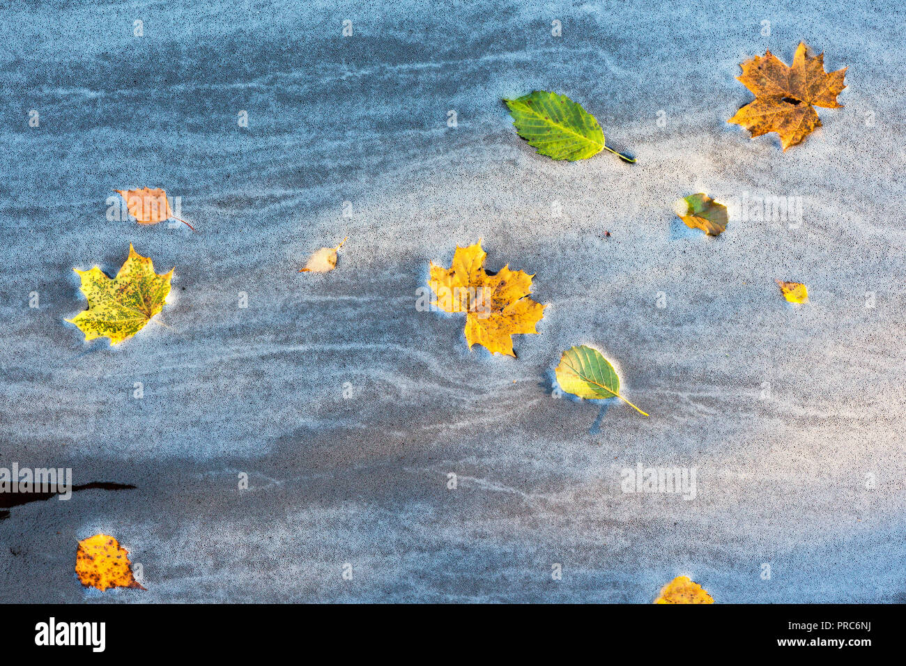 Autumn leaves flowing in effervescent water Stock Photo - Alamy