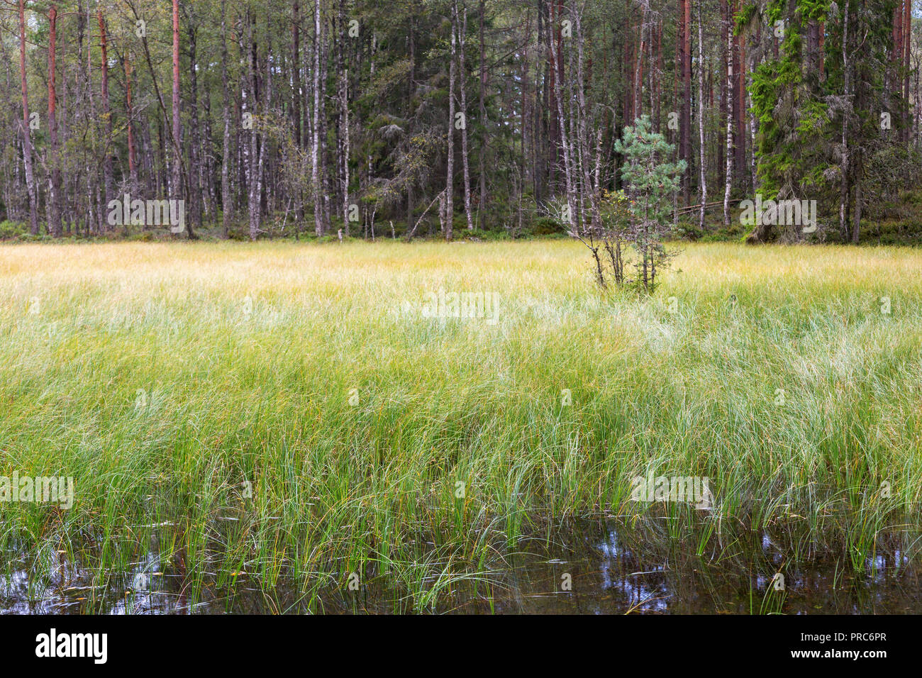 Trees in swamp waters hi-res stock photography and images - Alamy