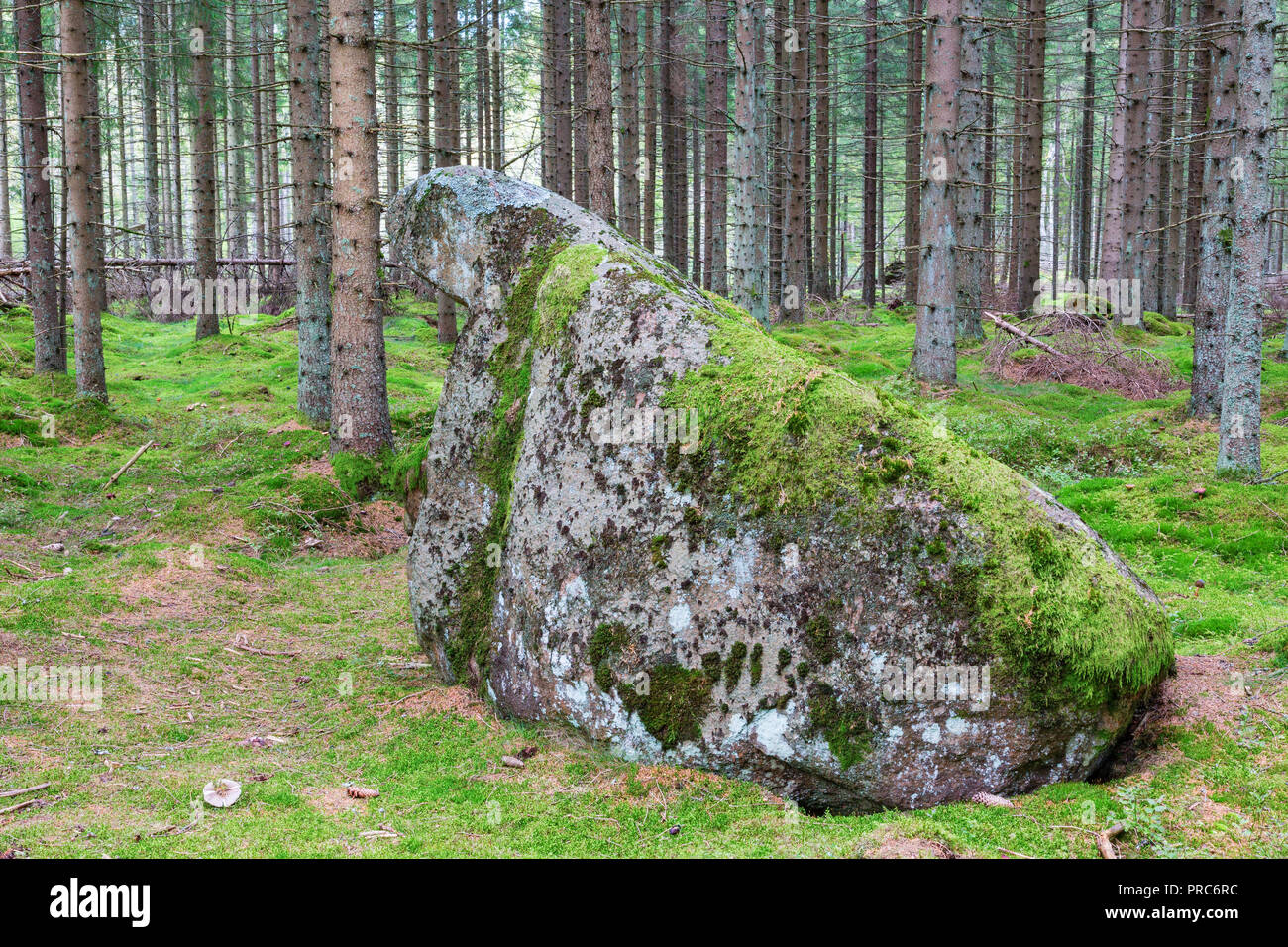 Boulders in the woods hi-res stock photography and images - Alamy