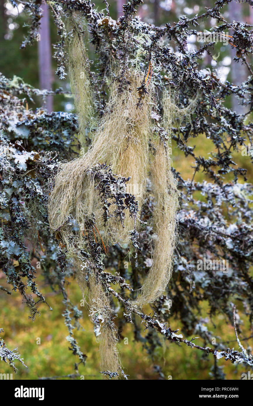 Taiga Boreal Forest Coniferous Evergreen Stock Photos & Taiga Boreal ...