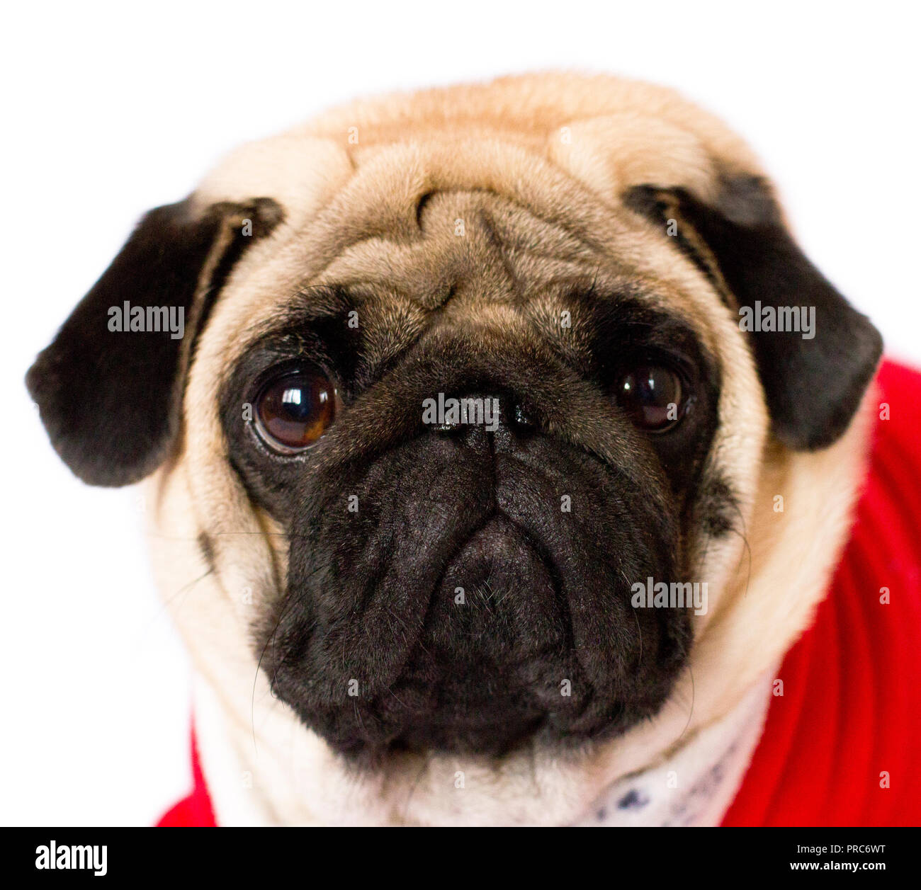 Sad pug dog with big eyes in red christmas dress Stock Photo - Alamy