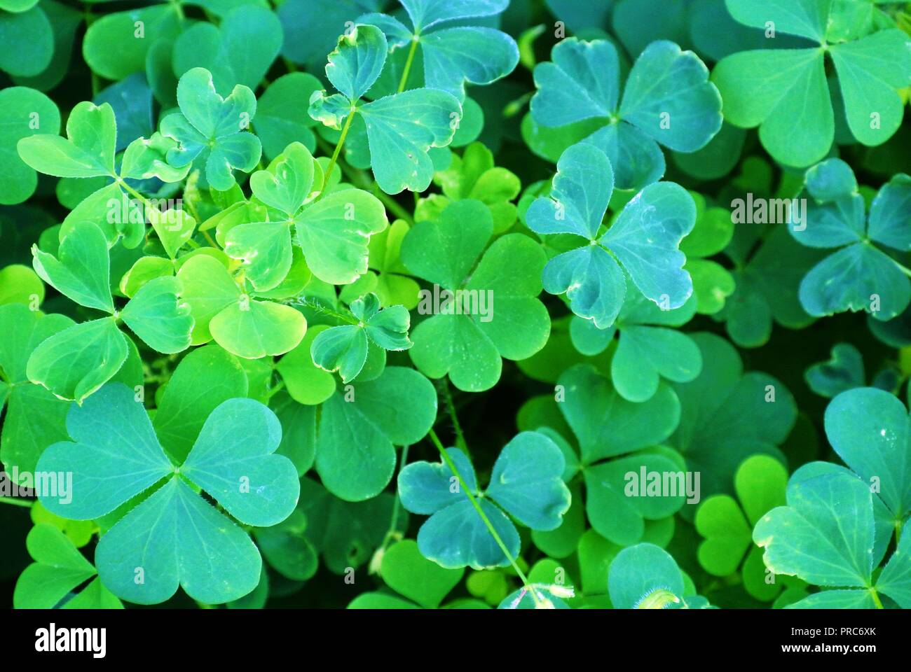 Close up of a texture of green clover. Natural green clover background ...