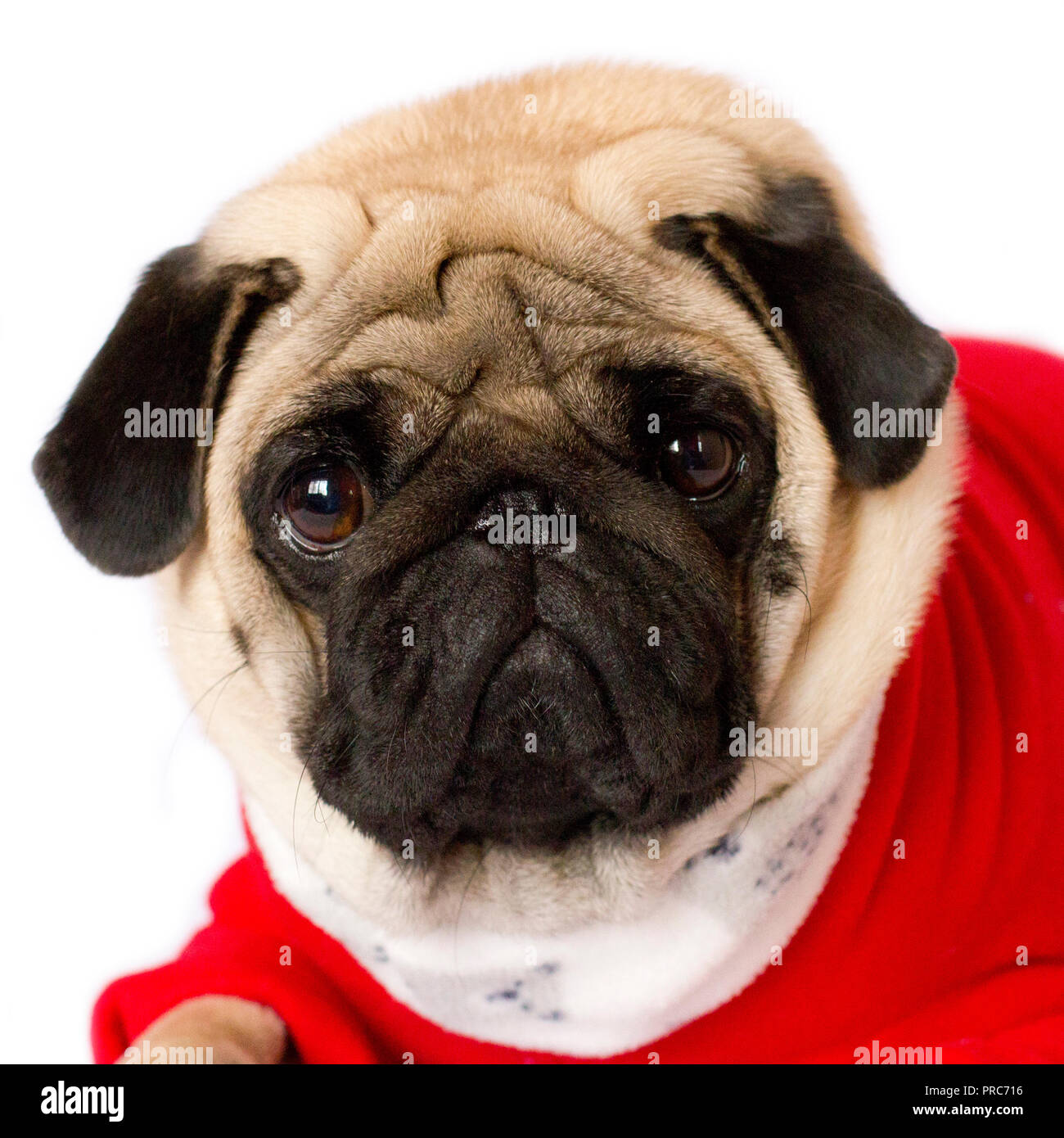 Sad pug dog with big eyes in red christmas dress Stock Photo - Alamy