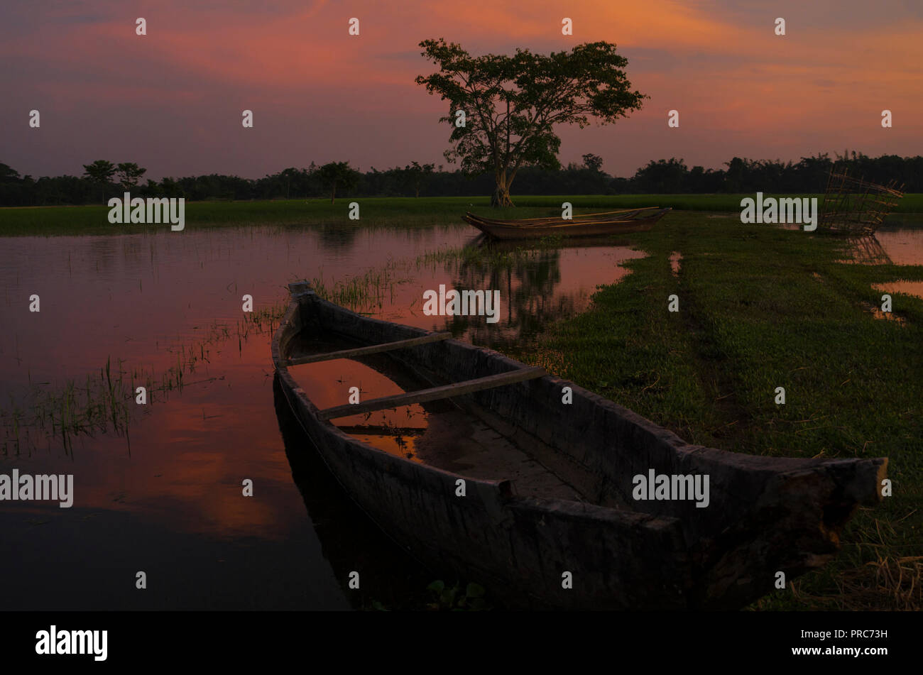 An image of submerged paddy fields during floods on evening Stock Photo ...