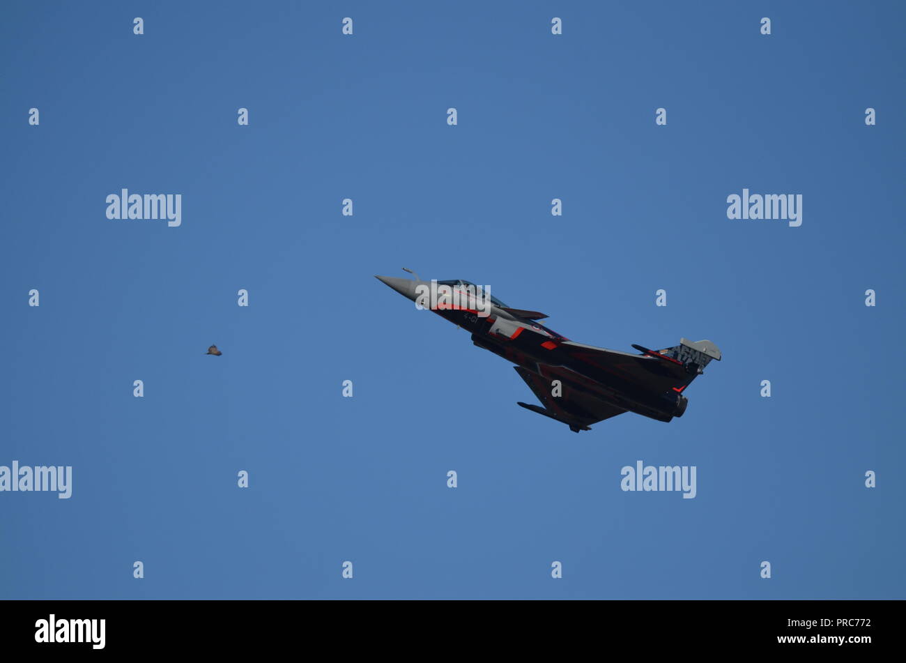 A falcon in flight and the Rafale french fighter during the Francazal ...