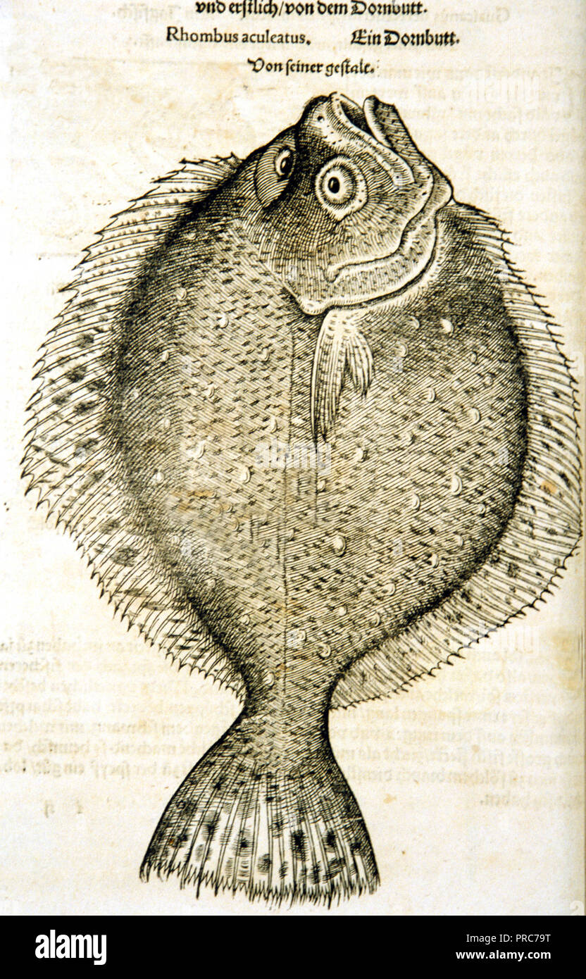 Rhombus aculeatus hi-res stock photography and images - Alamy