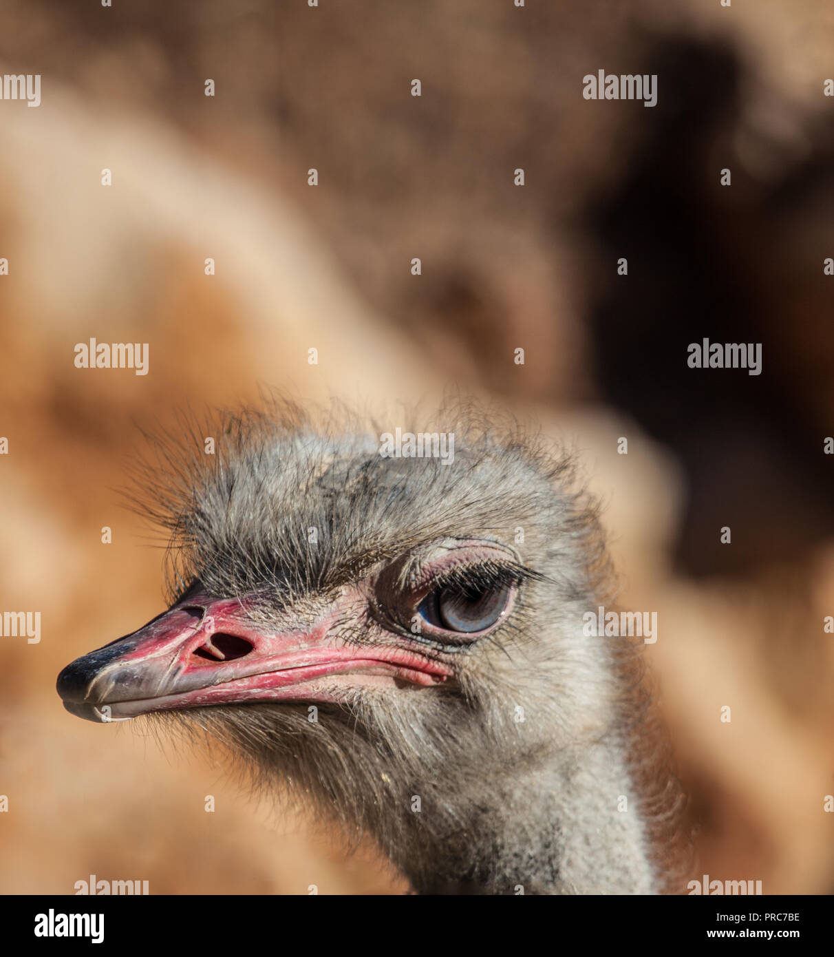 Narils hi-res stock photography and images - Alamy