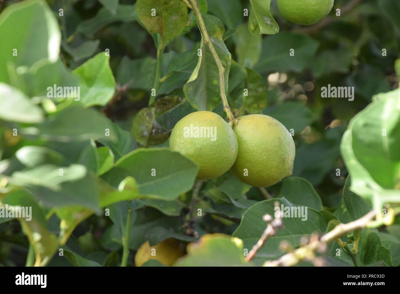 lime tree with unripe fruits in sardinia, lime fruits on branches Stock ...