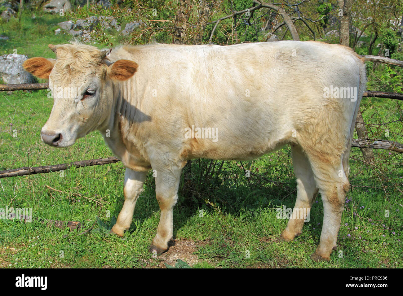 Beige cow hi-res stock photography and images - Alamy