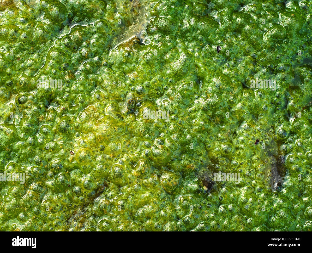green algae bubbles background texture Stock Photo - Alamy