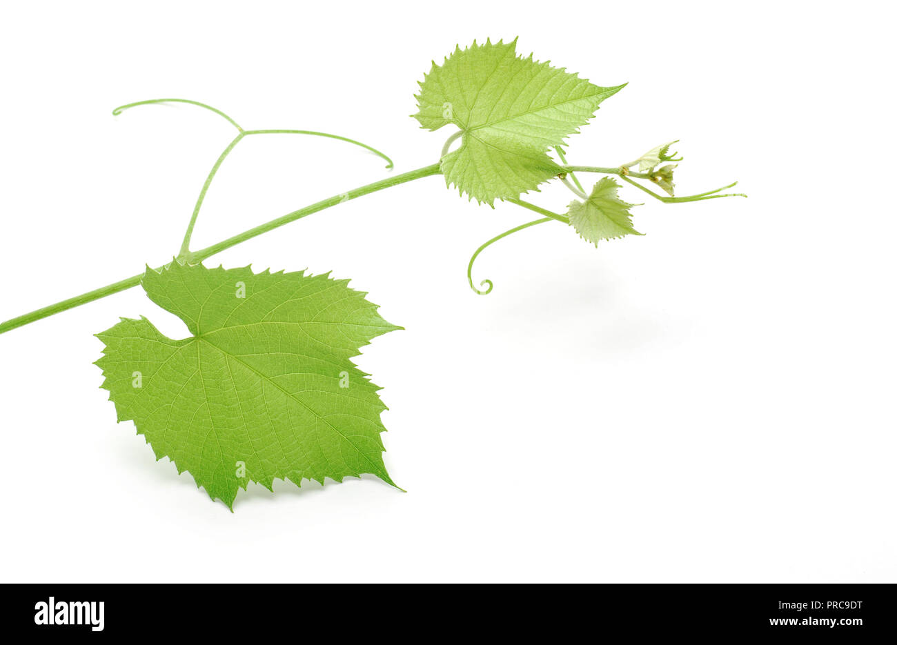 grapevine isolated on white background Stock Photo - Alamy