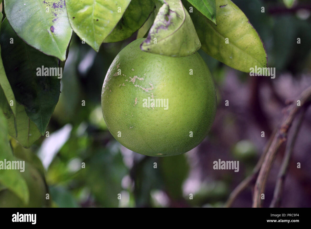 Citrus paradisi pompelmo pampelmuse grapefruitb Stock Photo - Alamy