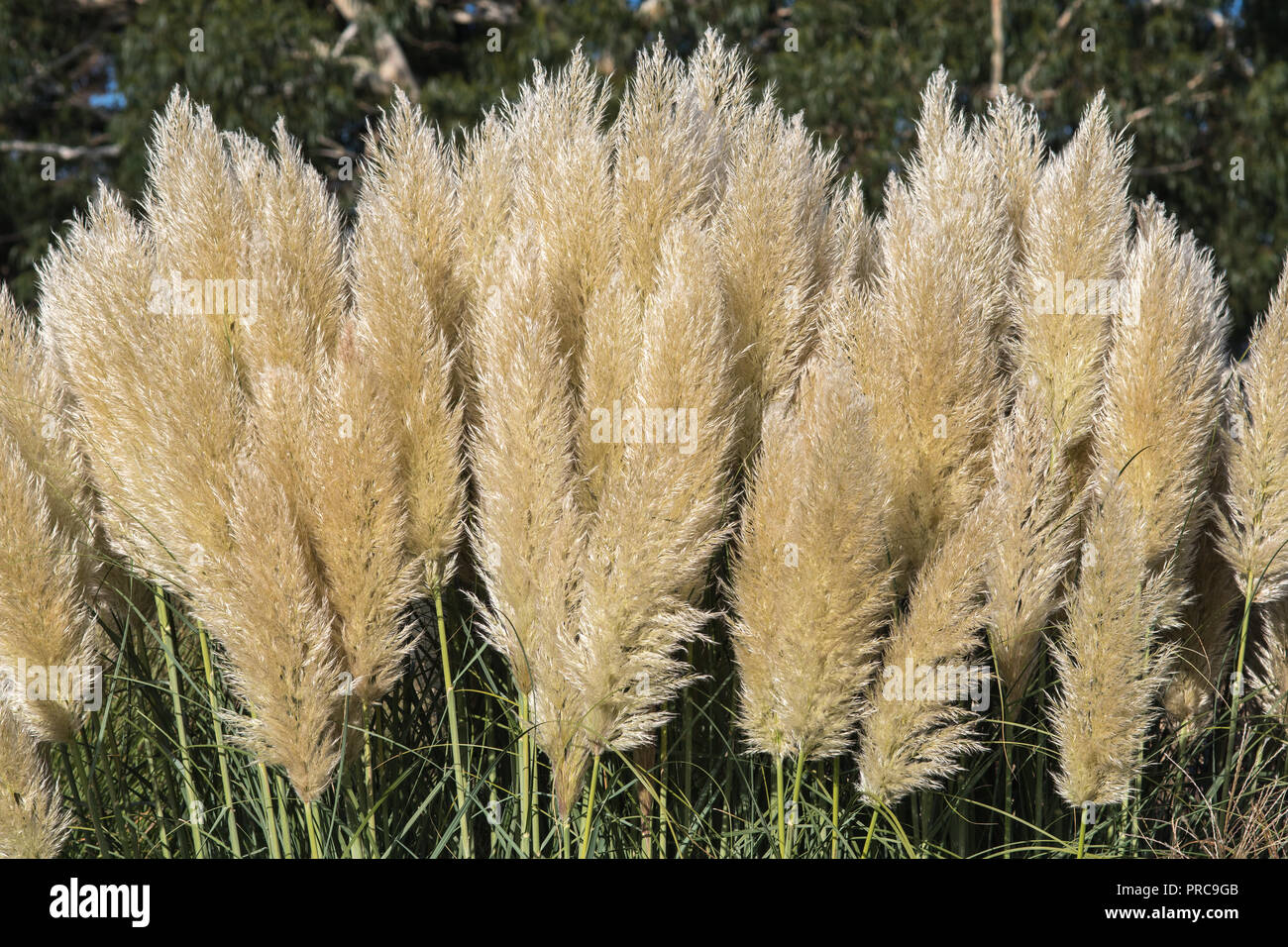 Pampus hi-res stock photography and images - Alamy
