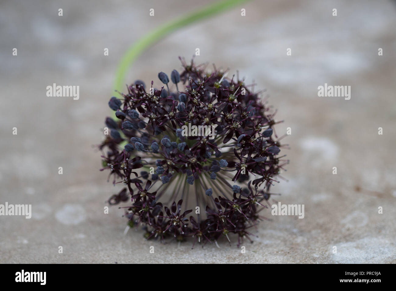 Single allium seed head hi-res stock photography and images - Alamy