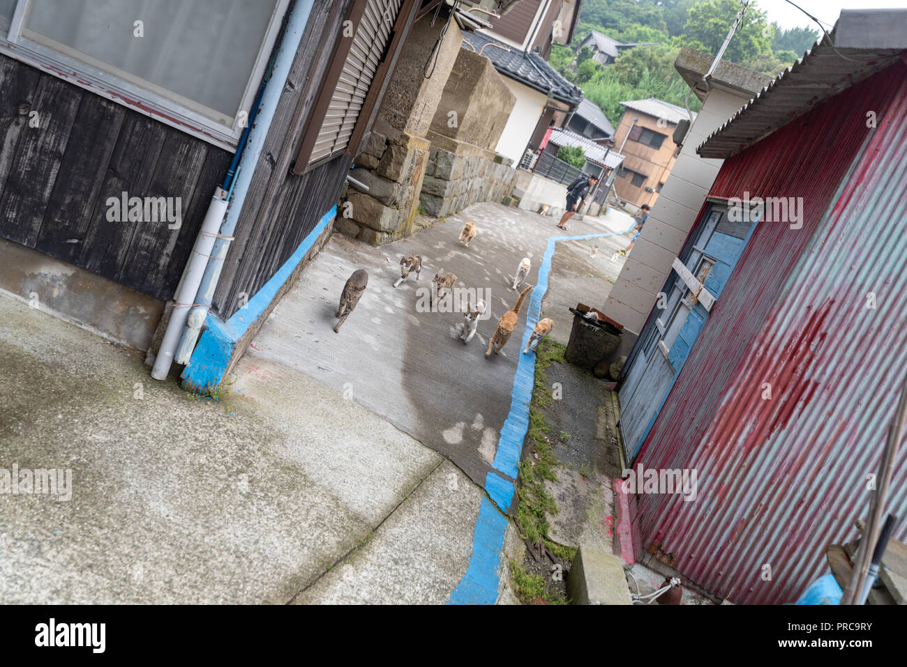 Japan Ehime Prefecture Ozu City Island with many cats aosima Stock ...