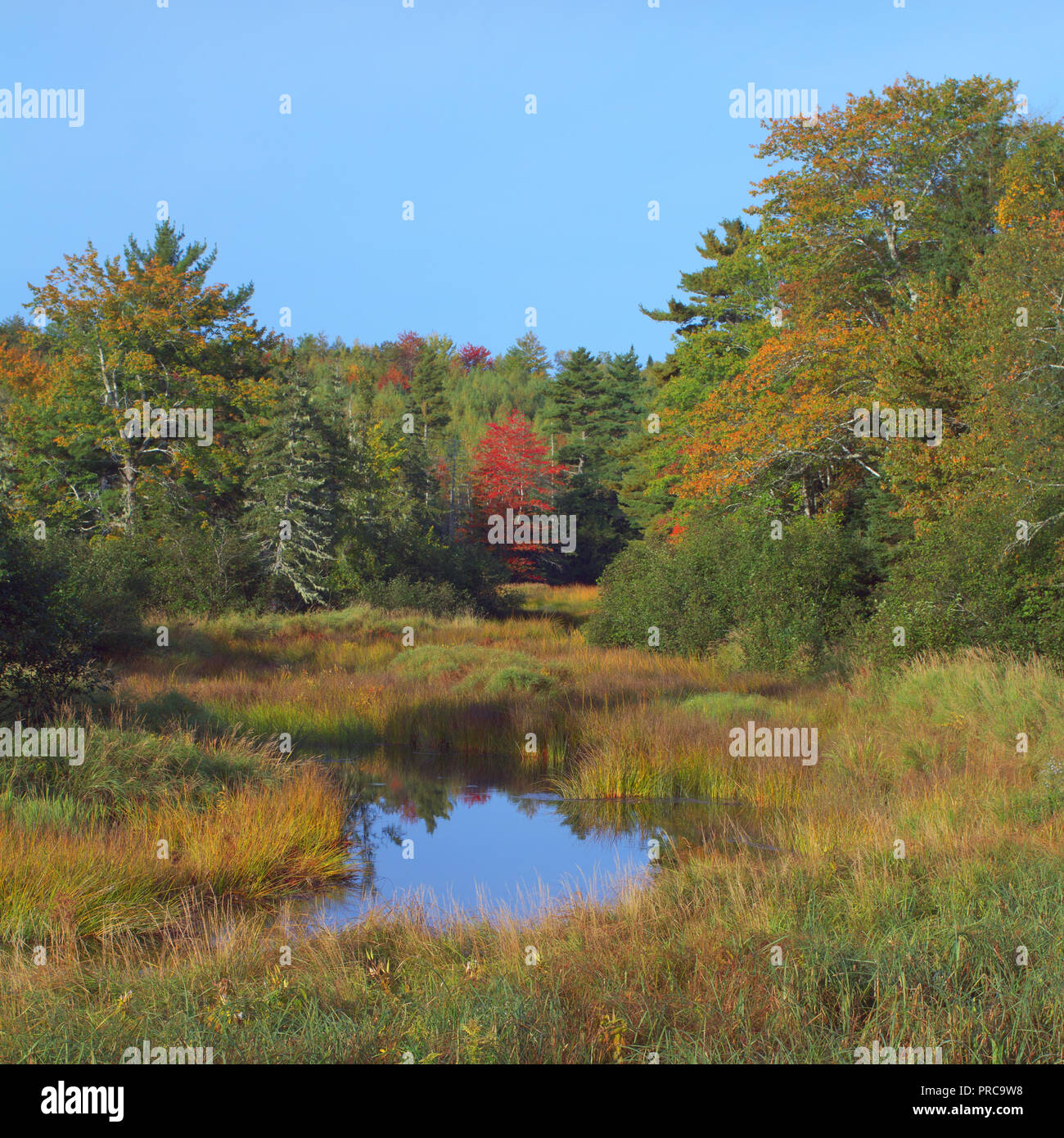 Marsh wetland scenic landscape in early Autumn Stock Photo - Alamy