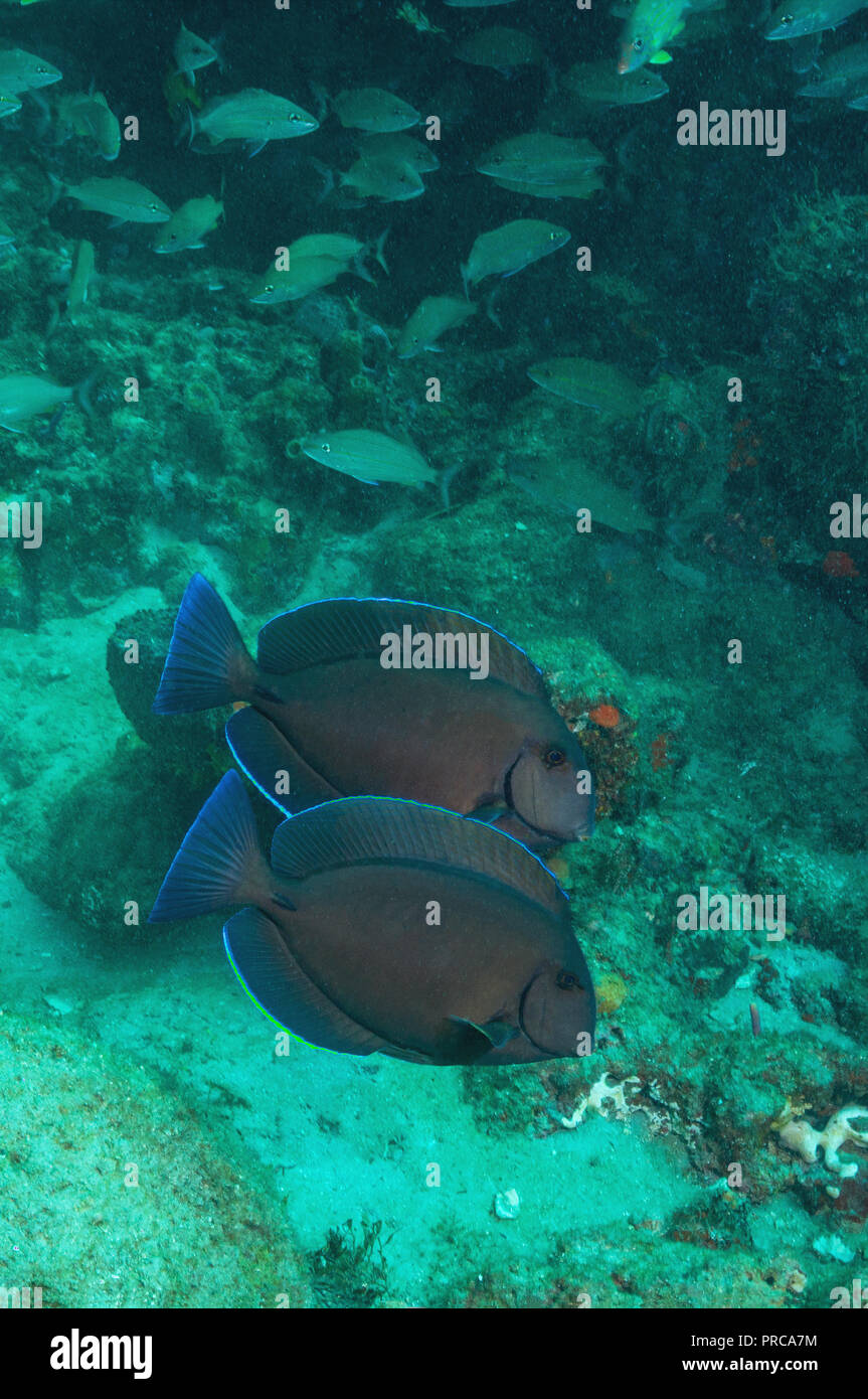 Blue tang fish underwater hi-res stock photography and images - Alamy