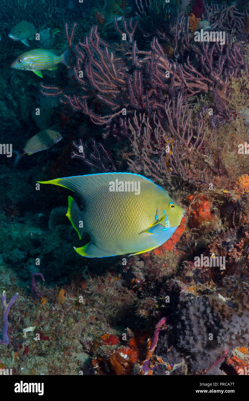 School of blue tang fish hi-res stock photography and images - Alamy