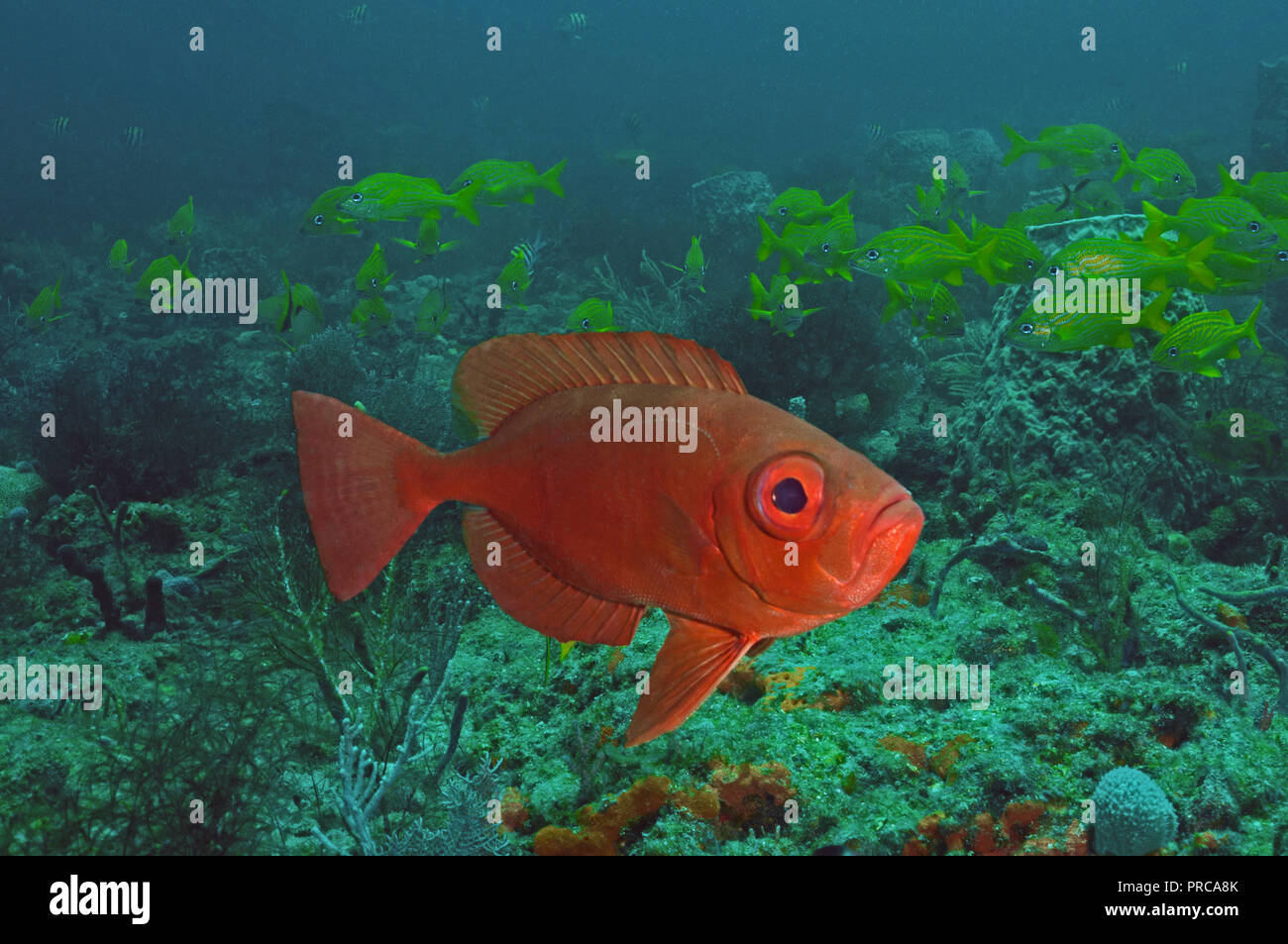 Bigeye red fish Stock Photo - Alamy