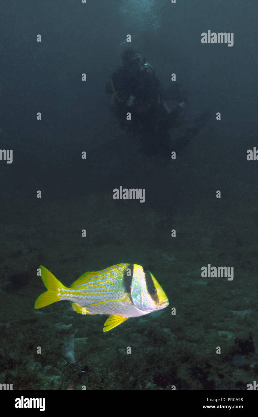 Porkfish fish hi-res stock photography and images - Alamy