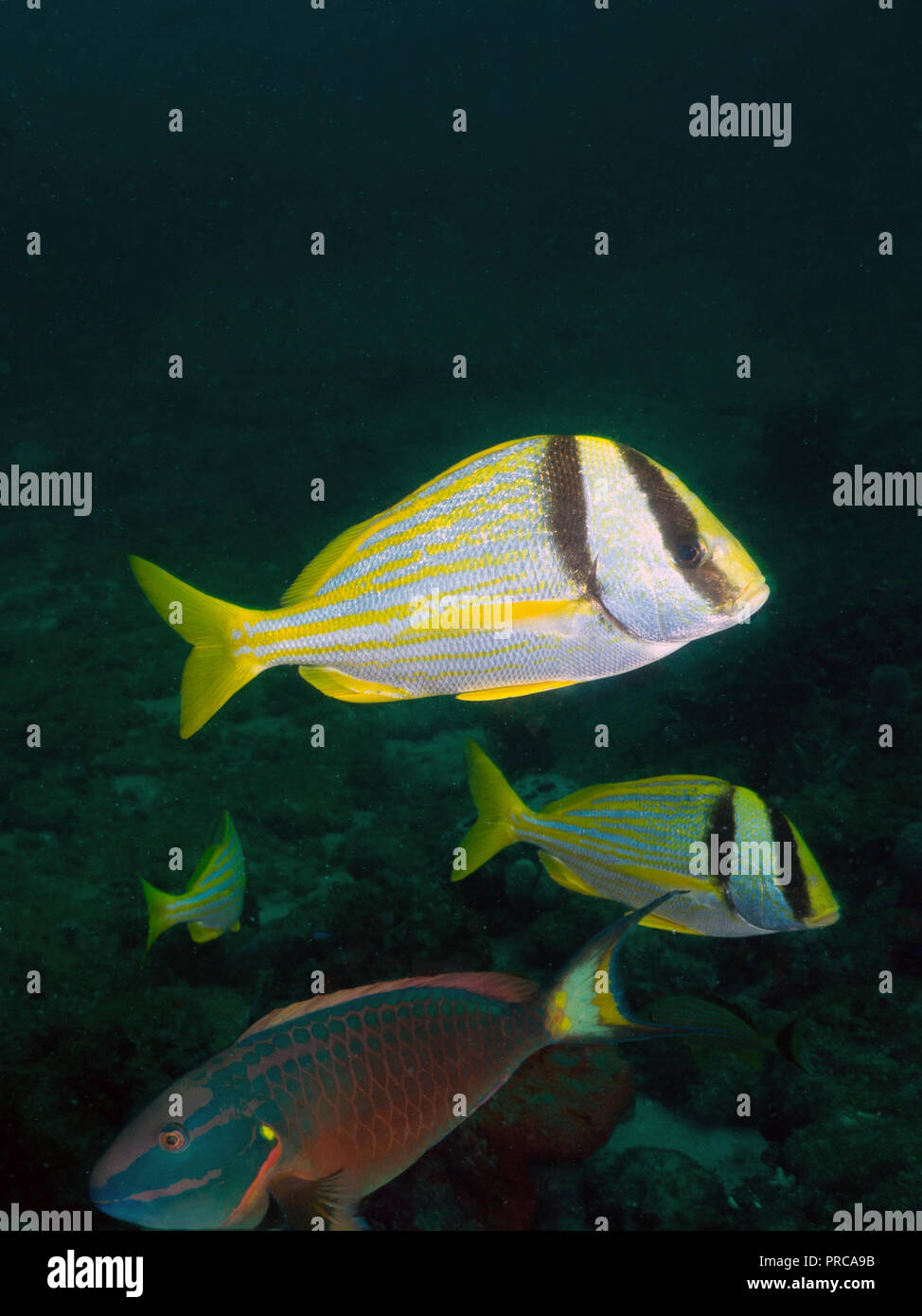 Underwater porkfish hi-res stock photography and images - Alamy